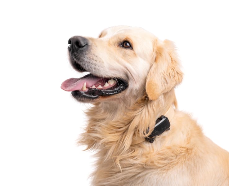 Tractive GPS Pet Tracker with Bark Monitoring | Tractive
