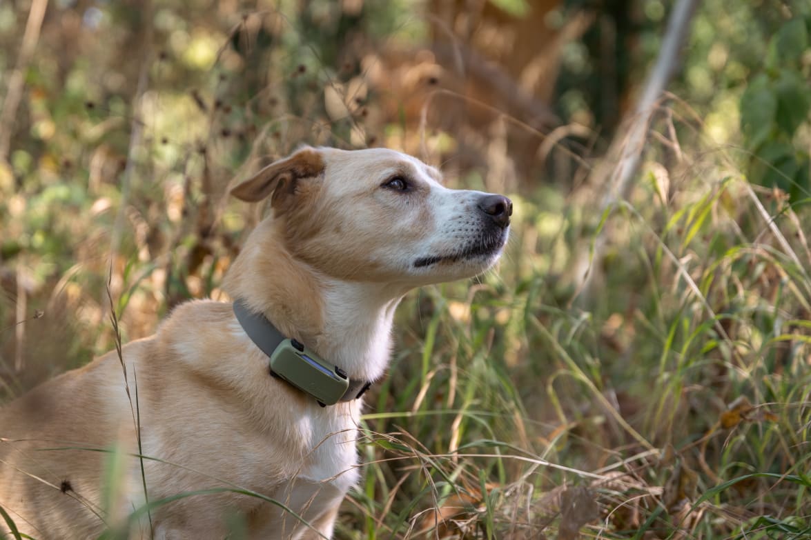 Tractive DOG 6-deksel | Tractive