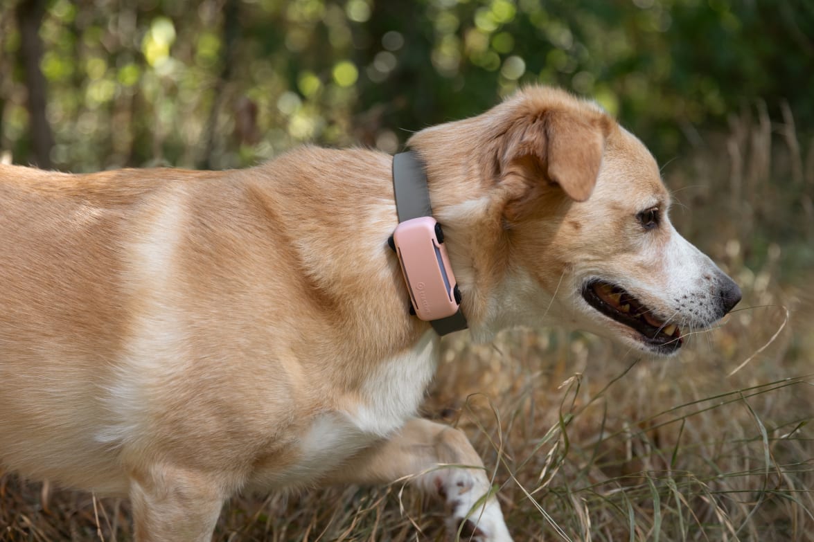 Tractive DOG 6-deksel | Tractive