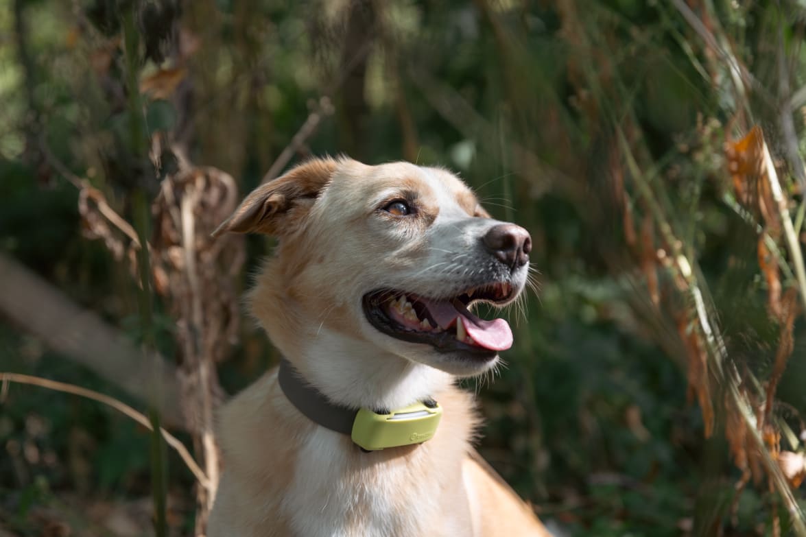 Tractive DOG 6-deksel | Tractive