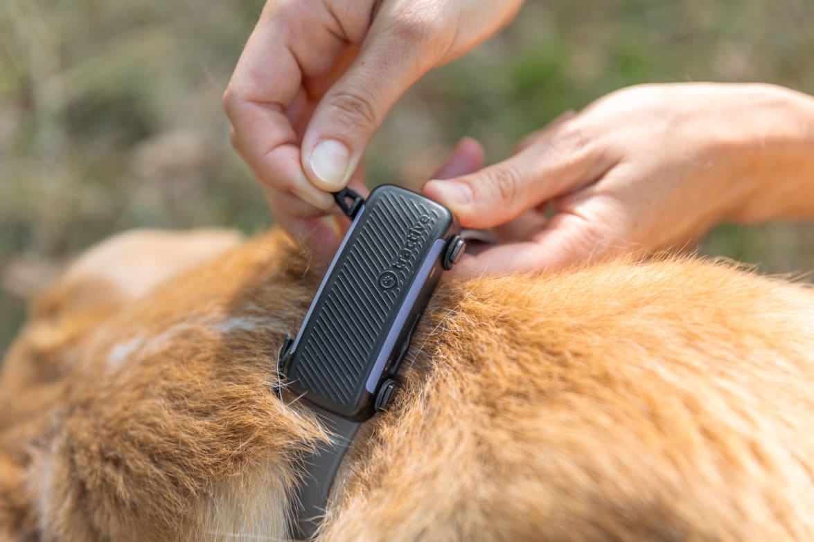 Tractive DOG 6 Fabric Clips x2 | Tractive